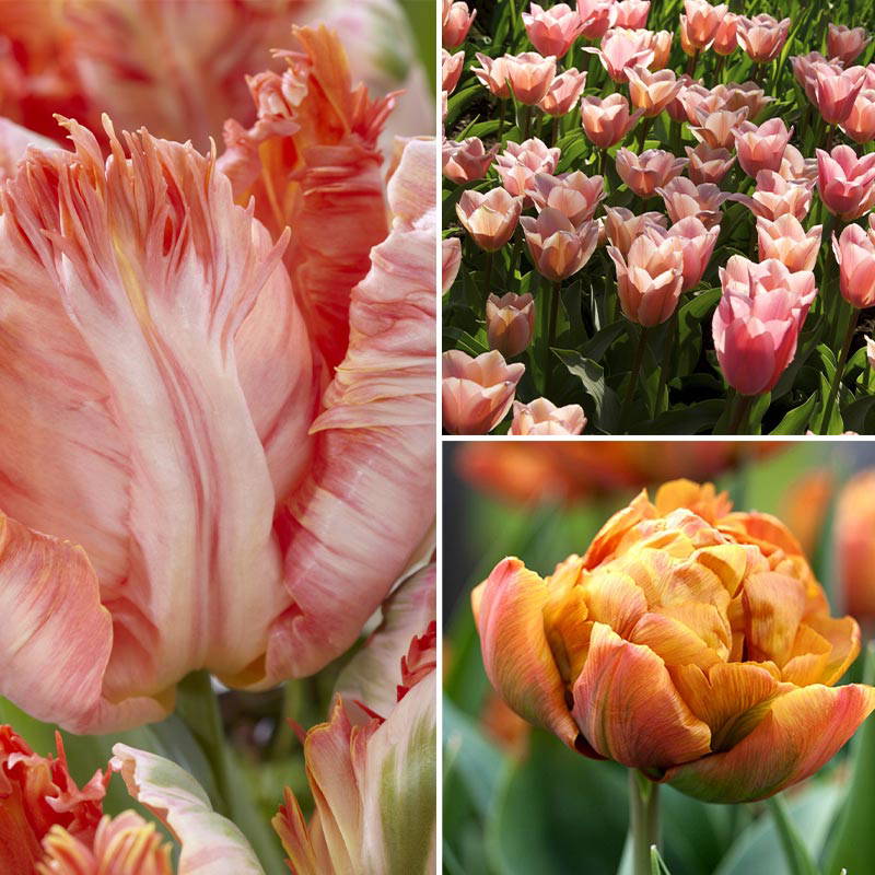 Shop Tulip Collections | West Green House Gardens