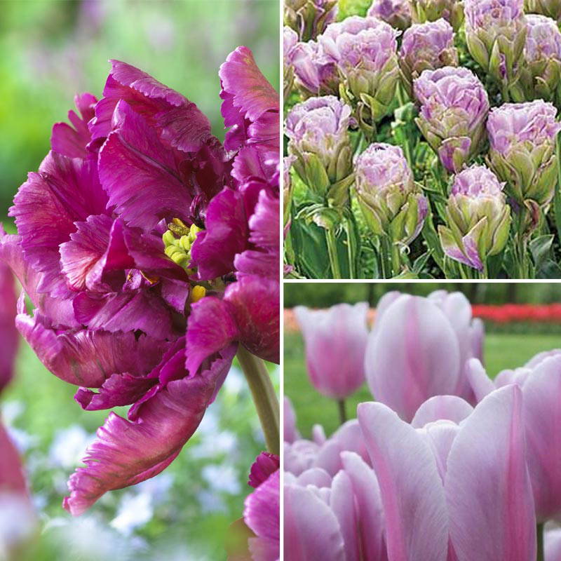 Shop Tulip Collections | West Green House Gardens