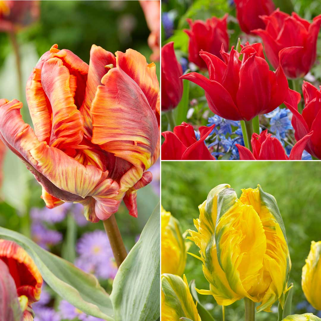 Shop Tulip Collections | West Green House Gardens