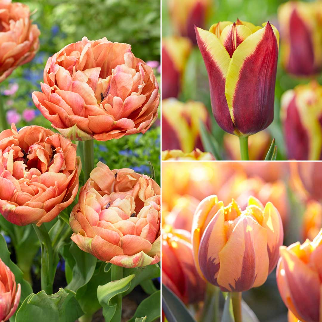Copper Glow - West Green House Gardens