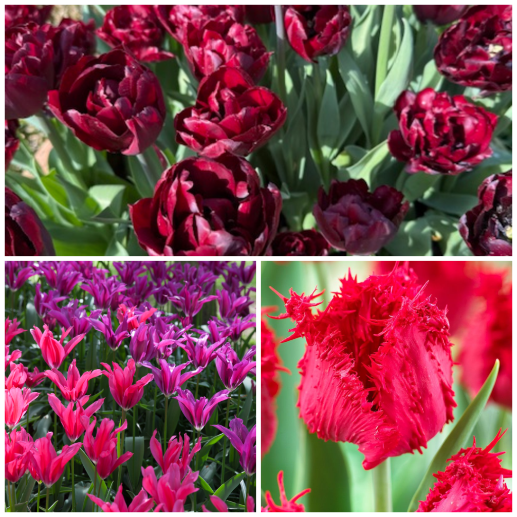 A Collection of "Firelight" - West Green House Gardens